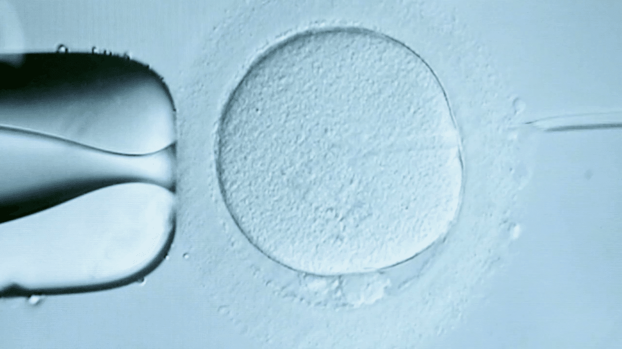 La mise en fécondation