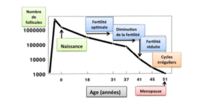 FIV : Tout savoir sur les follicules et leur croissance • Fiv.fr